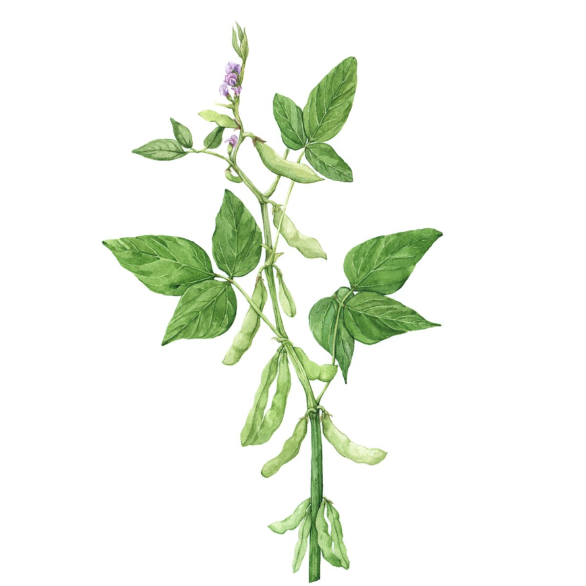 Foliars – Soil Doctor